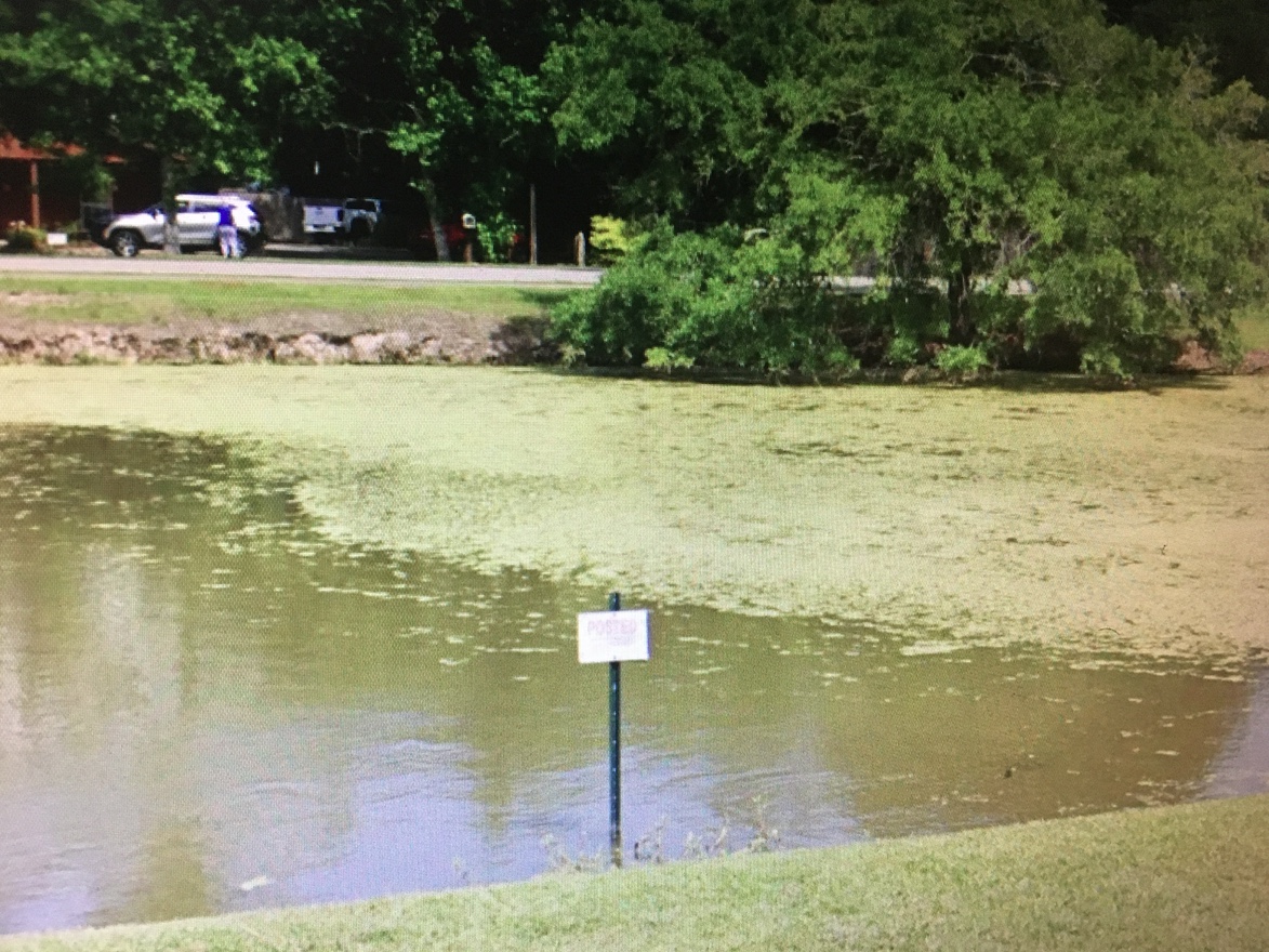 Neighborhoods Red Algae Pond Scrutinized